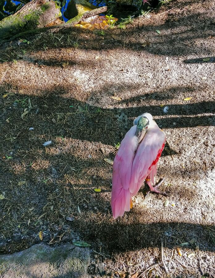 Oasis - das Portal zum Animal Kingdom