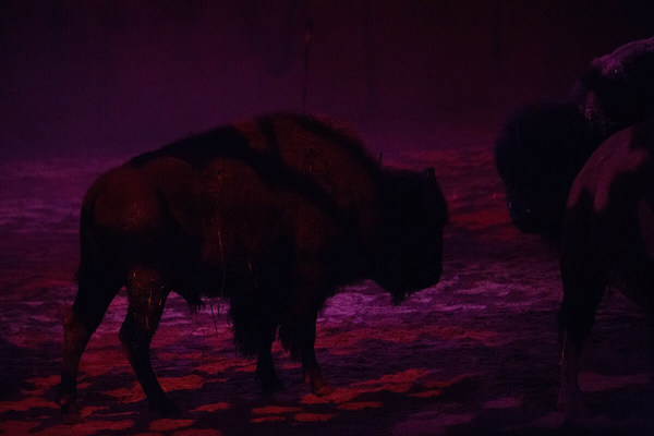 Buffalo Bill's Wild West Show in Disneyland Paris